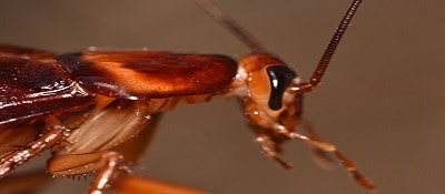 Cockroach Control and Elimination - Indiana, PA